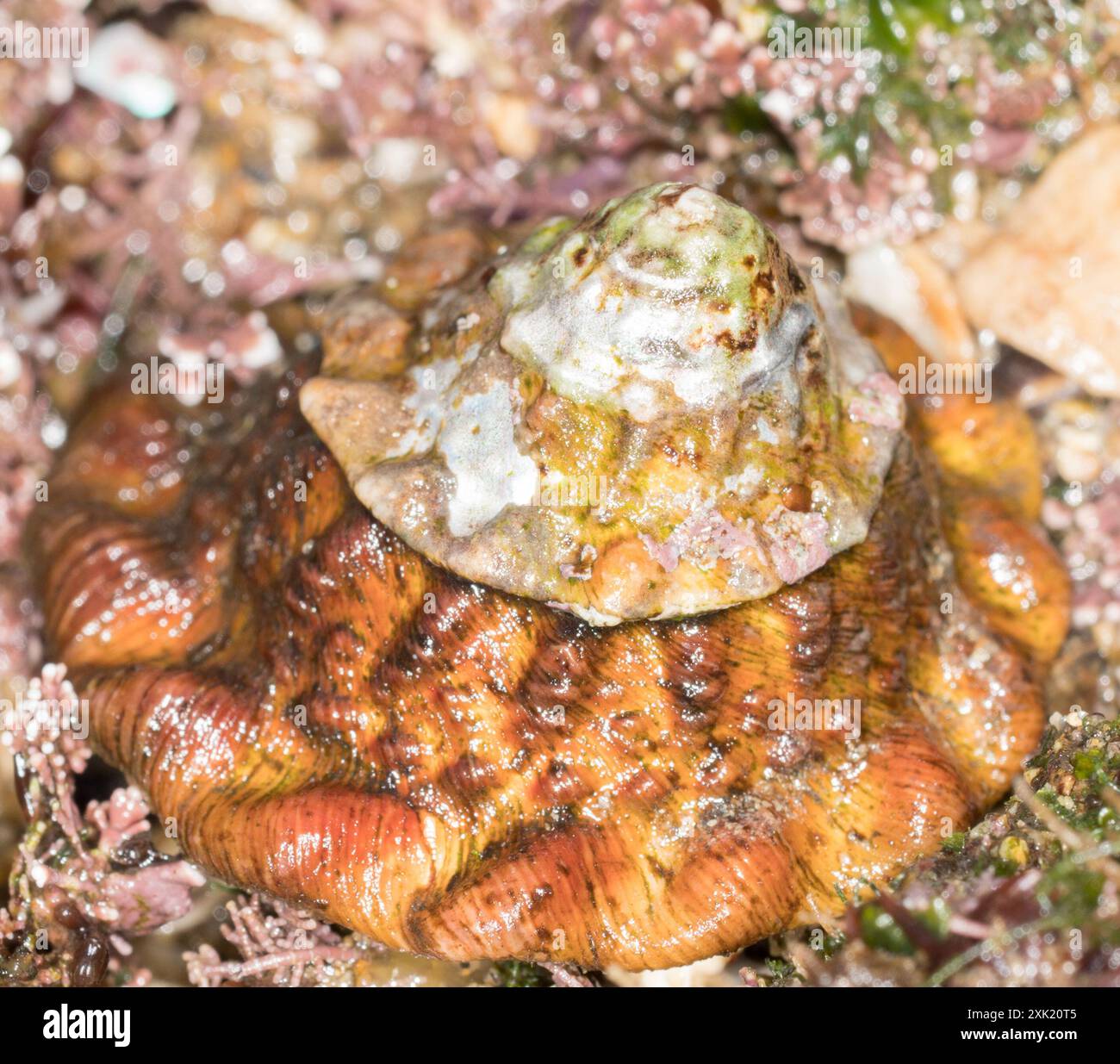 Megastraea undosa hi-res stock photography and images - Alamy