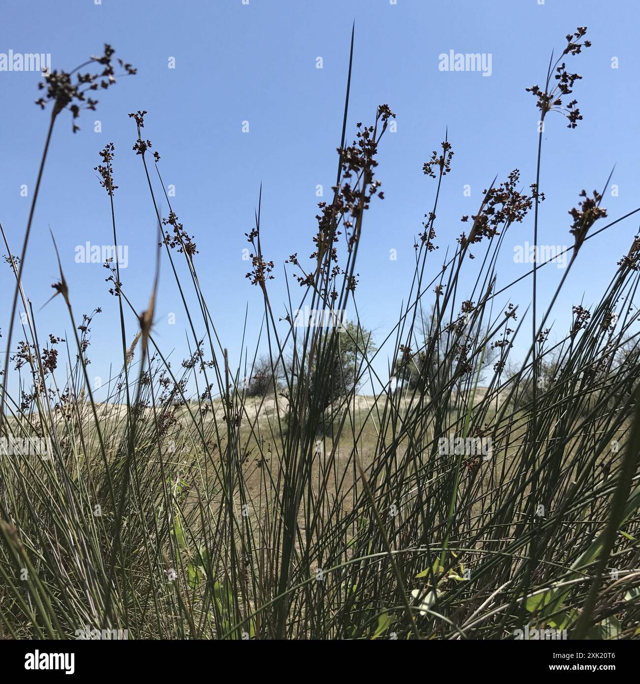 Coastal Rush (Juncus littoralis) Plantae Stock Photo - Alamy