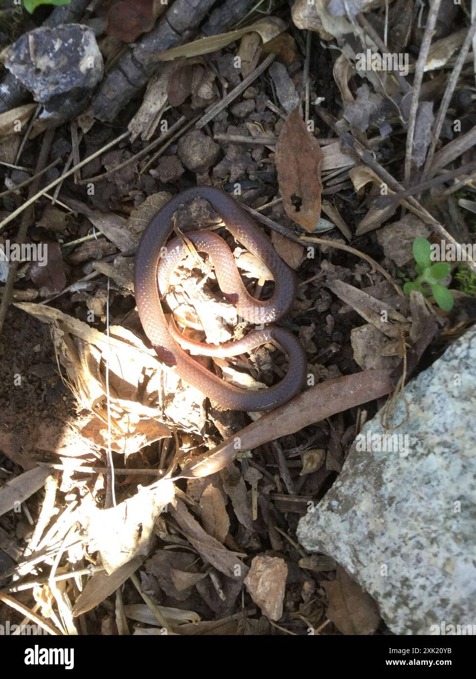 Eastern Worm Snake (Carphophis amoenus) Reptilia Stock Photo - Alamy
