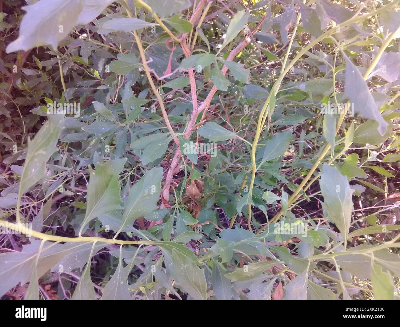 groundsel tree (Baccharis halimifolia) Plantae Stock Photo - Alamy