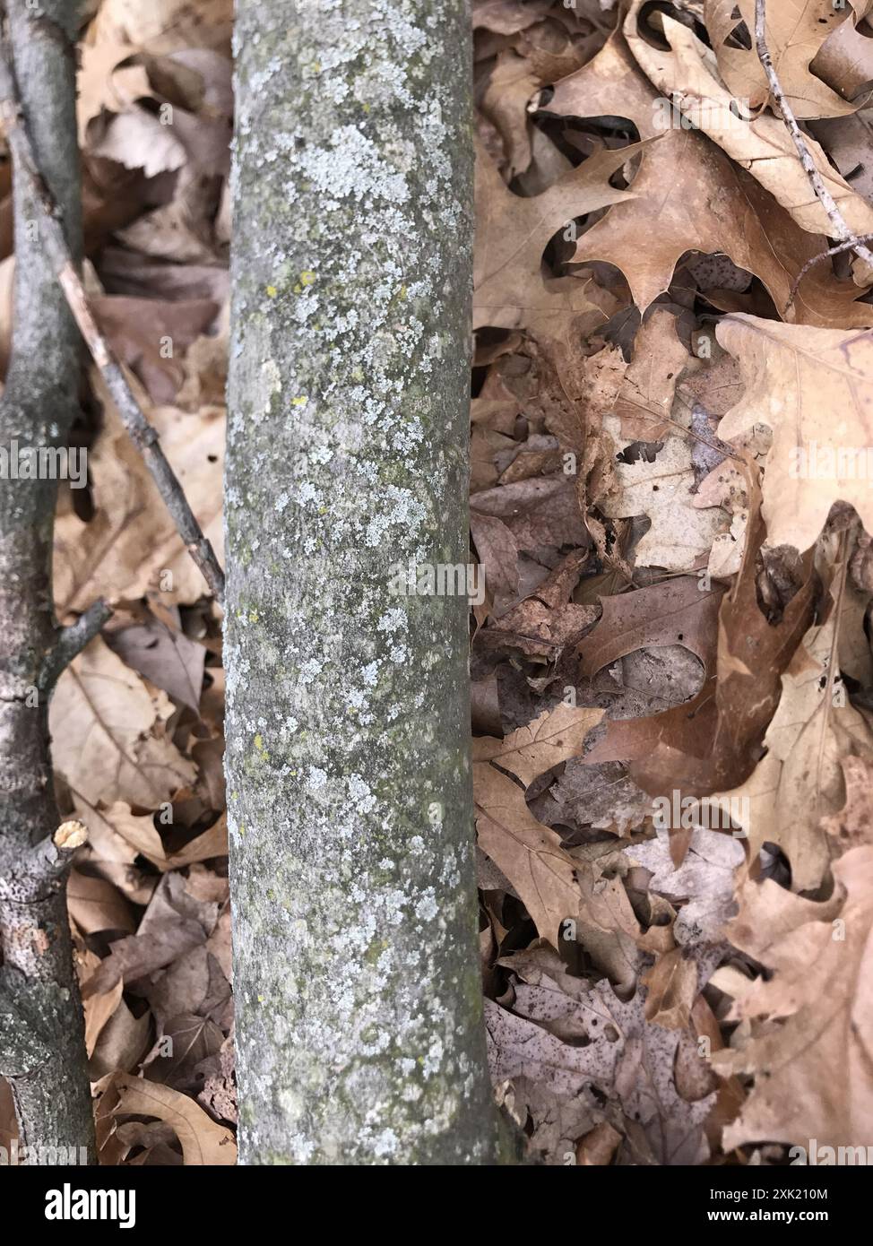 red maple (Acer rubrum) Plantae Stock Photo - Alamy