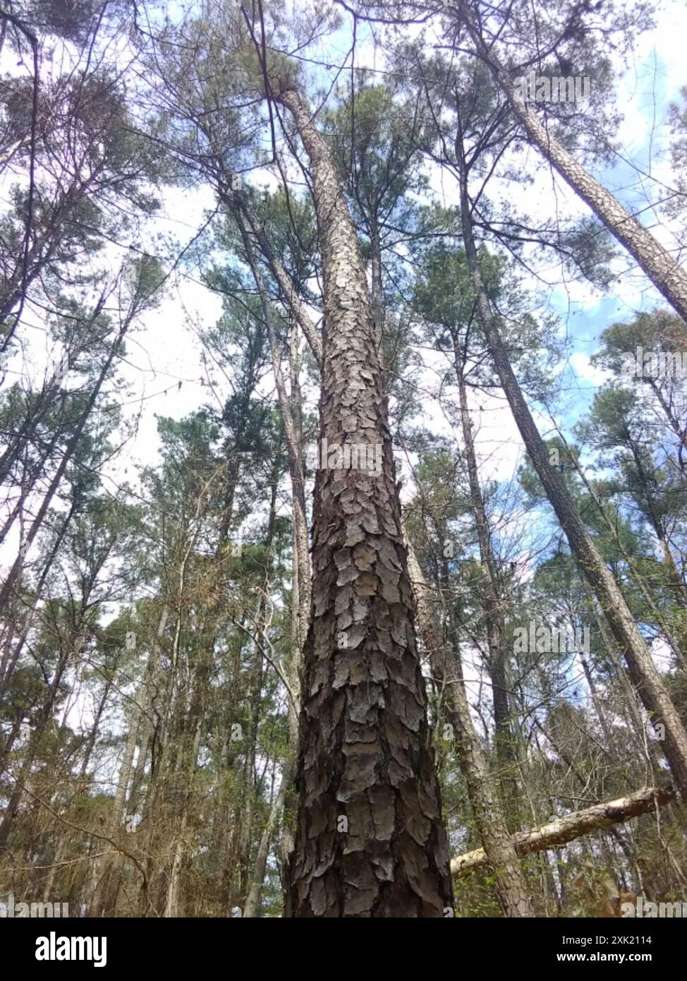 pines (Pinus) Plantae Stock Photo - Alamy