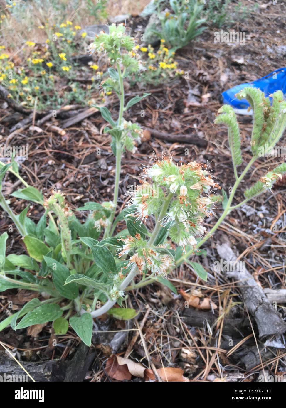 virgate scorpionweed (Phacelia heterophylla) Plantae Stock Photo - Alamy