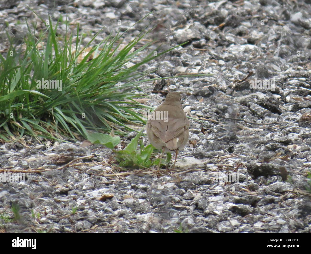 Gray-cheeked Thrush (Catharus minimus) Aves Stock Photo - Alamy