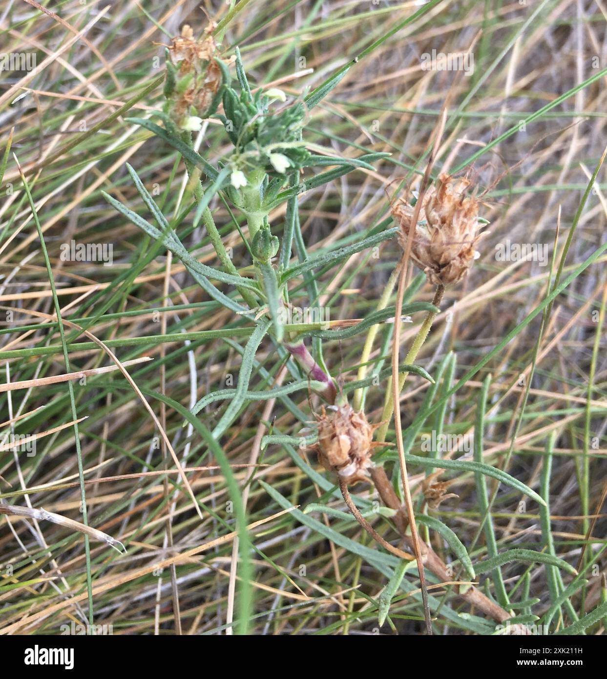 Branched Plantain (Plantago arenaria) Plantae Stock Photo - Alamy