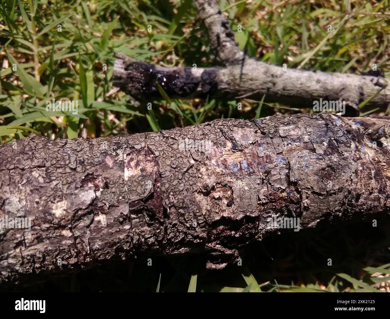 Cobalt crust hi-res stock photography and images - Alamy