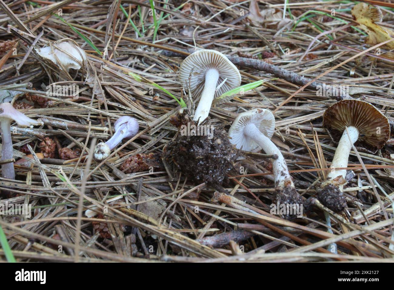 Lilac fibrecap hi-res stock photography and images - Alamy