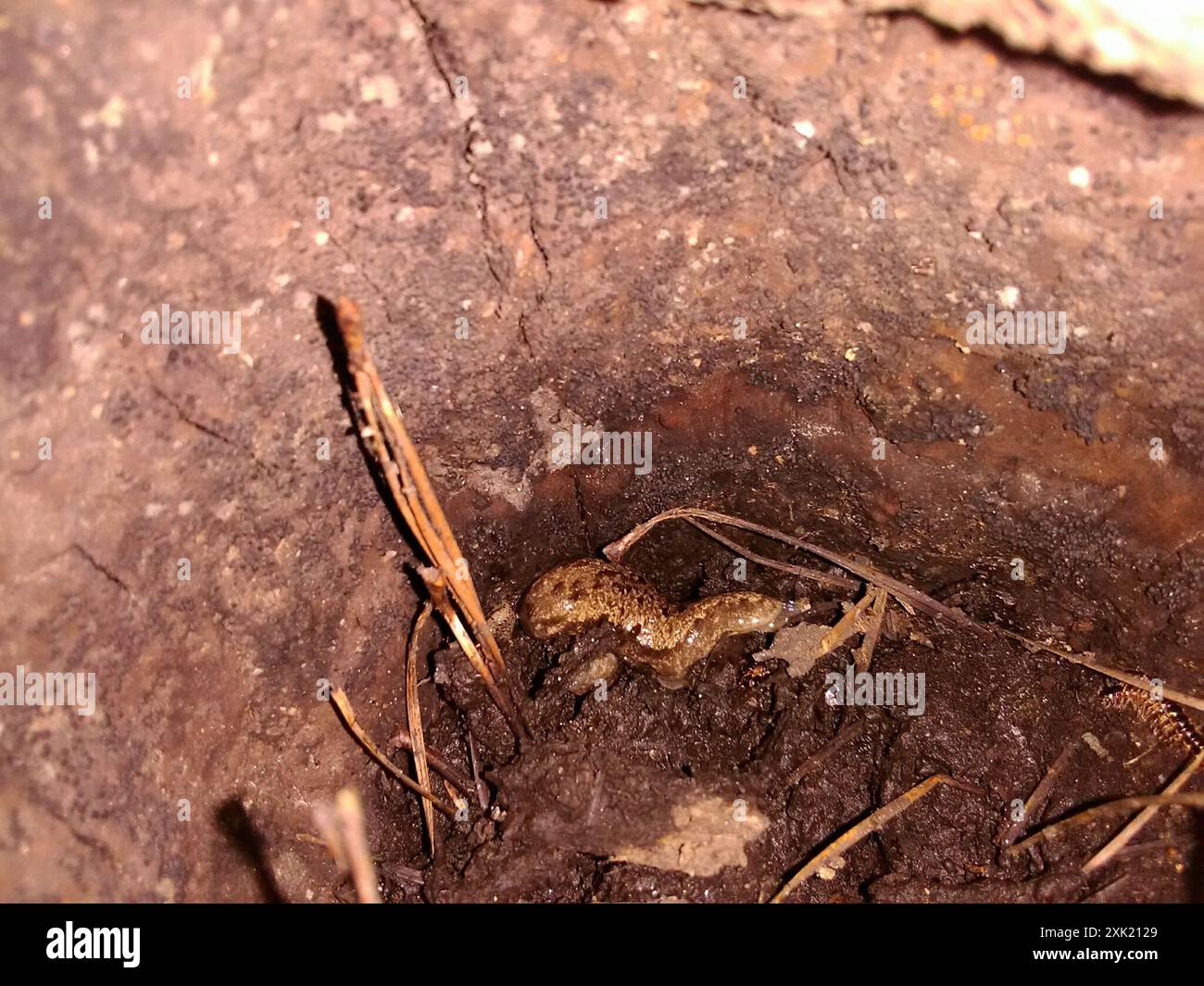 Changeable Mantleslug (Megapallifera mutabilis) Mollusca Stock Photo ...