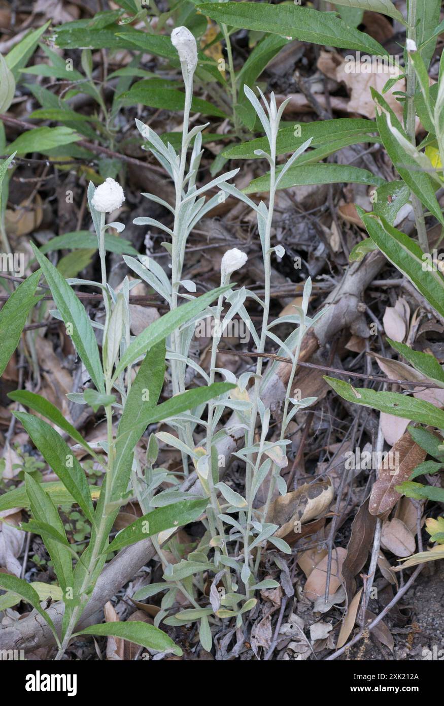 rabbit-tobaccos (Pseudognaphalium) Plantae Stock Photo - Alamy