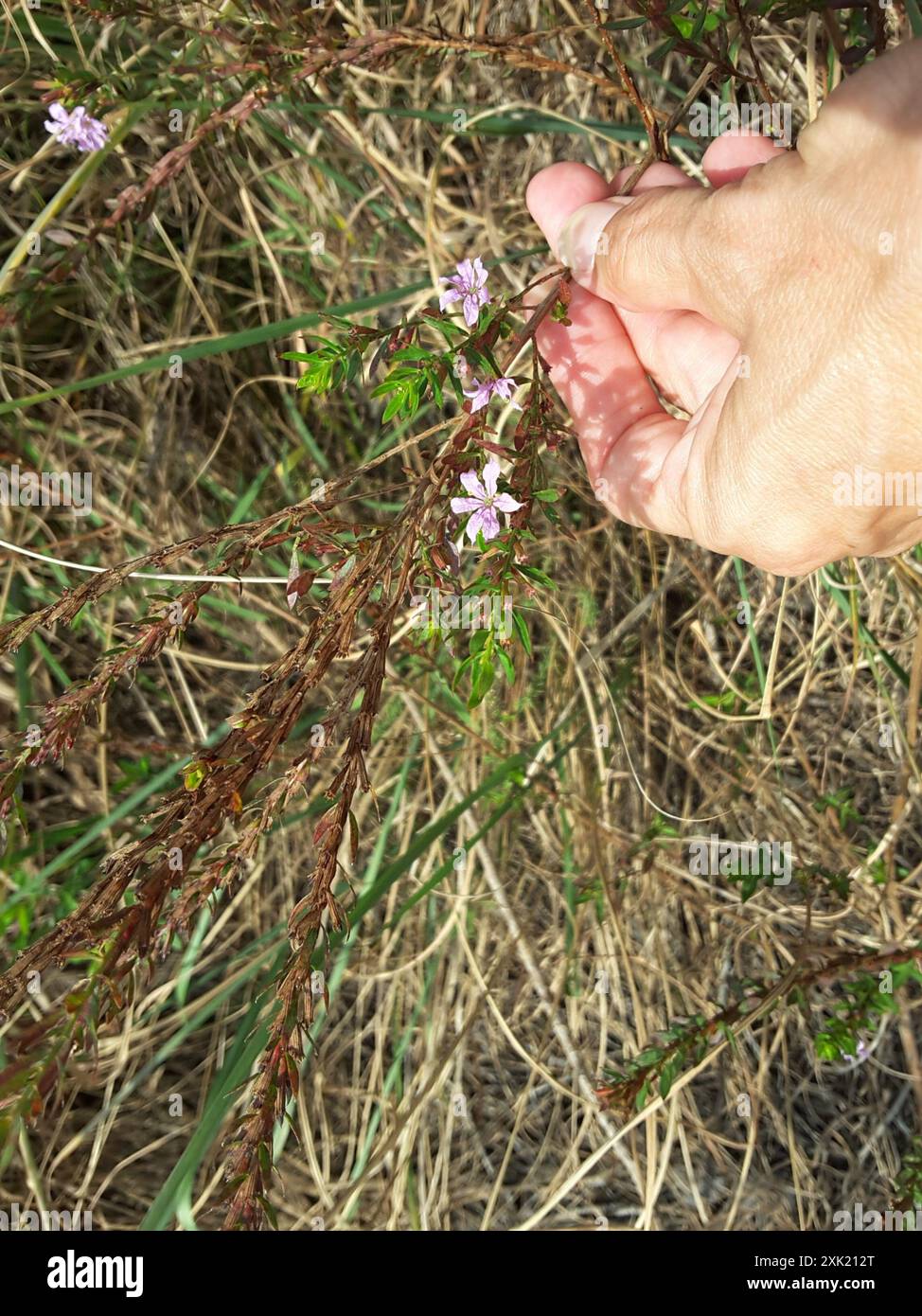 Winged Loosestrife (Lythrum alatum) Plantae Stock Photo - Alamy