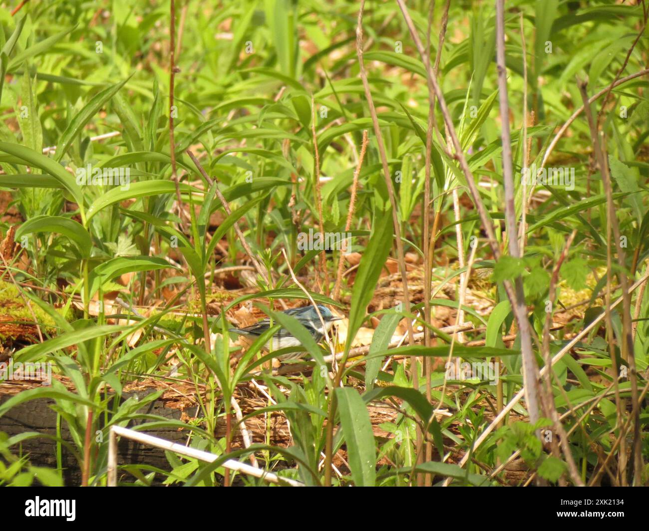 Setophaga cerulea hi-res stock photography and images - Alamy