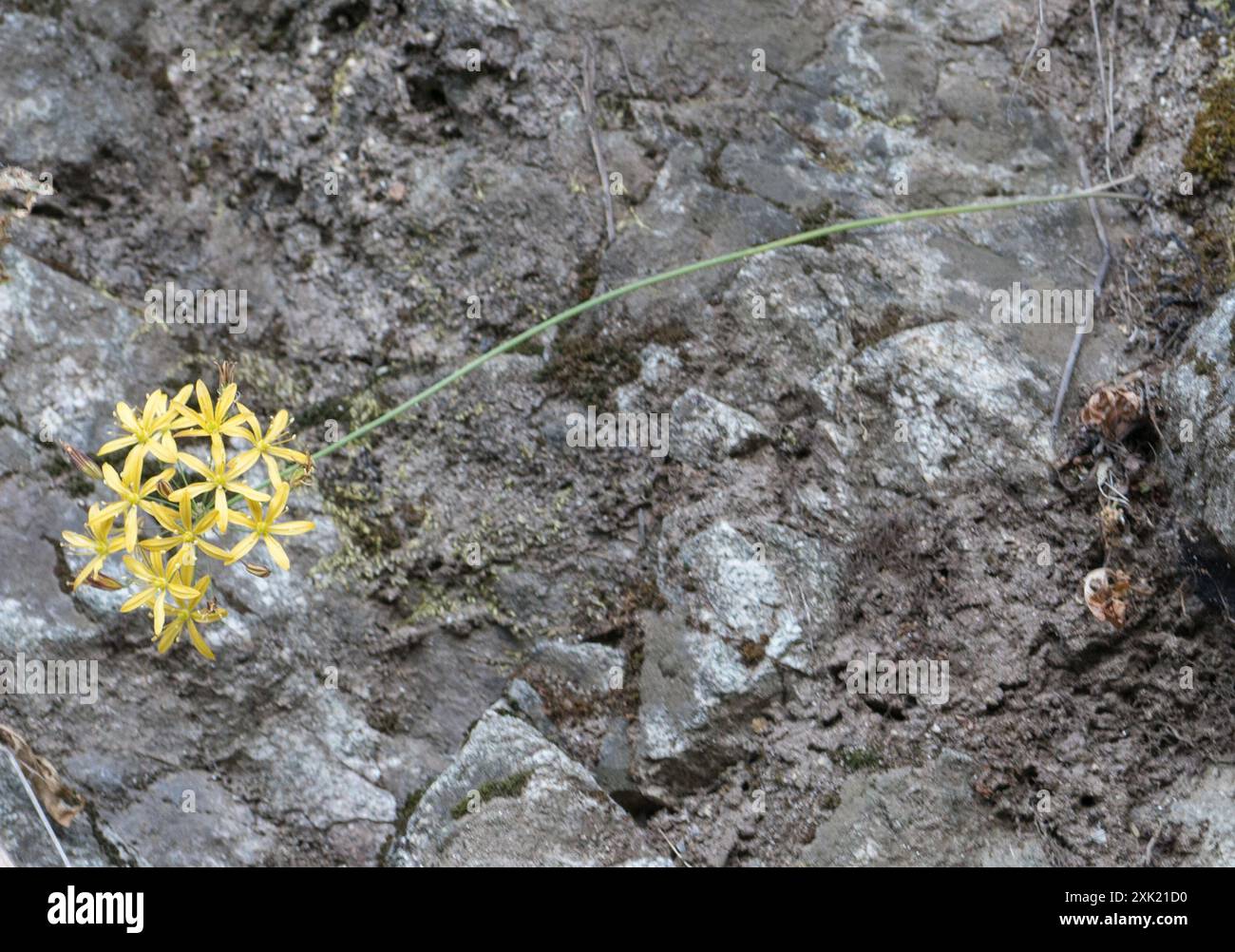 goldenstar (Bloomeria crocea) Plantae Stock Photo - Alamy