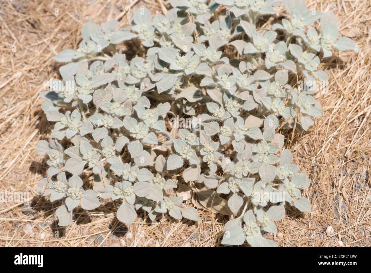 turkey mullein (Croton setiger) Plantae Stock Photo - Alamy