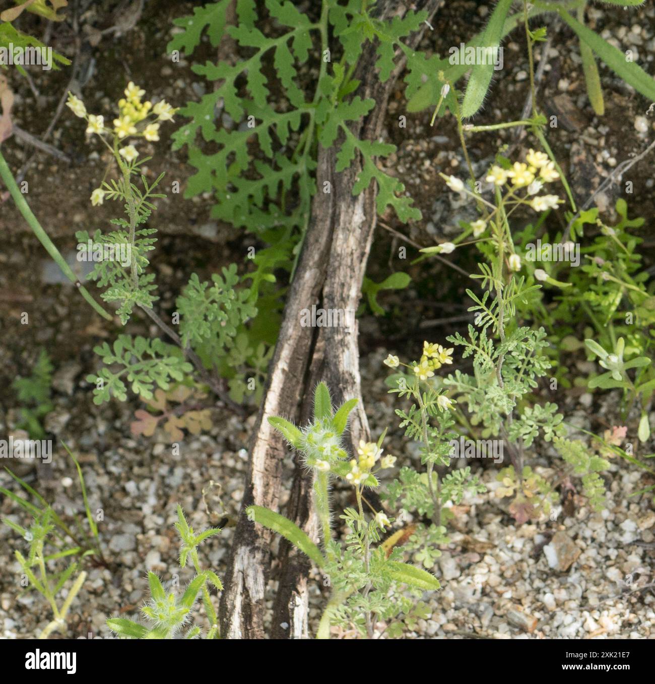 Western Tansymustard (Descurainia pinnata) Plantae Stock Photo - Alamy