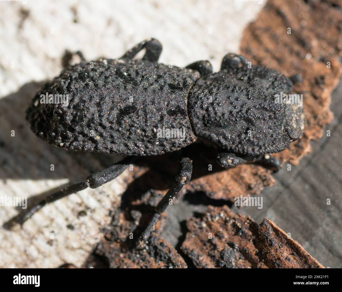 Diabolical Ironclad Beetle (Phloeodes diabolicus) Insecta Stock Photo ...
