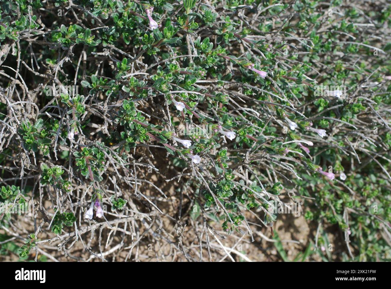 Shrubby Gromwell (Lithodora hispidula) Plantae Stock Photo - Alamy