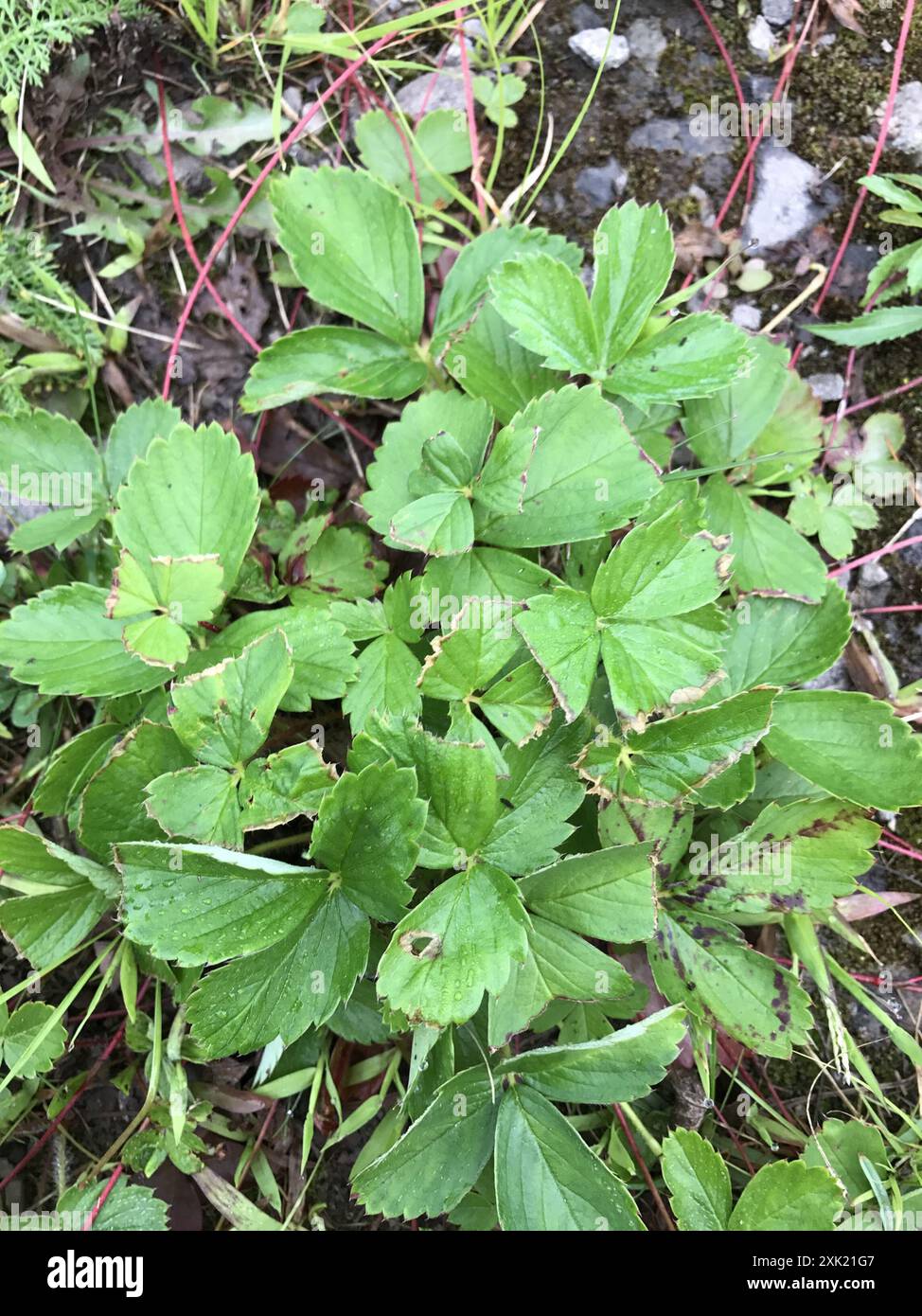 Virginia strawberry (Fragaria virginiana) Plantae Stock Photo - Alamy