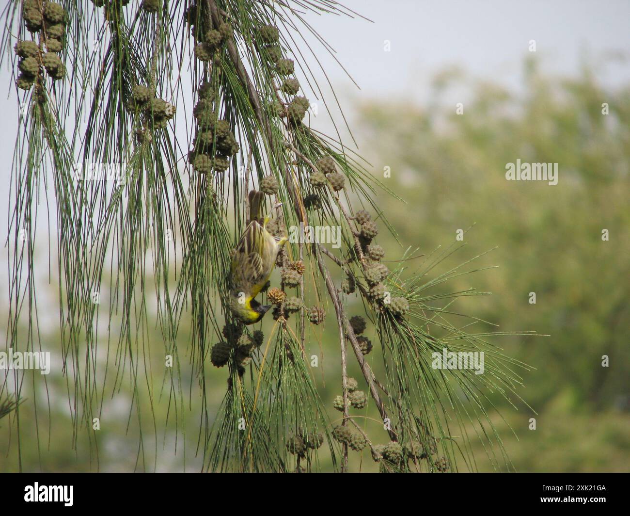 Little Weaver (Ploceus luteolus) Aves Stock Photo - Alamy
