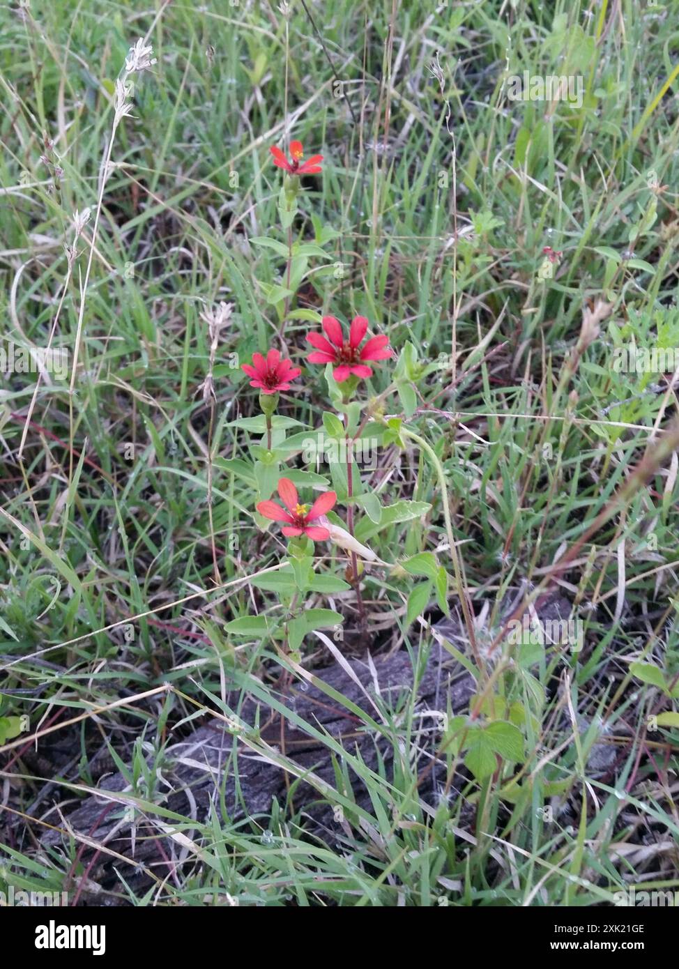 Peruvian zinnia (Zinnia peruviana) Plantae Stock Photo - Alamy