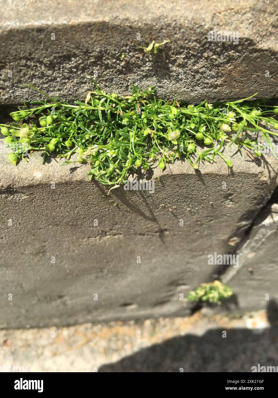 Procumbent Pearlwort (Sagina procumbens) Plantae Stock Photo - Alamy