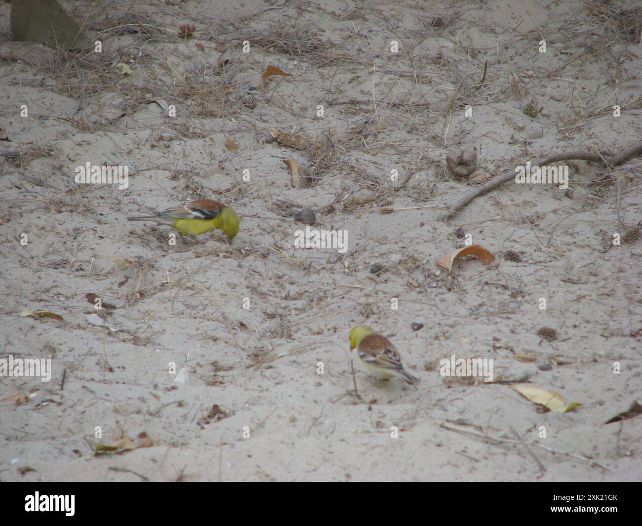 Sudan golden sparrow hi-res stock photography and images - Alamy