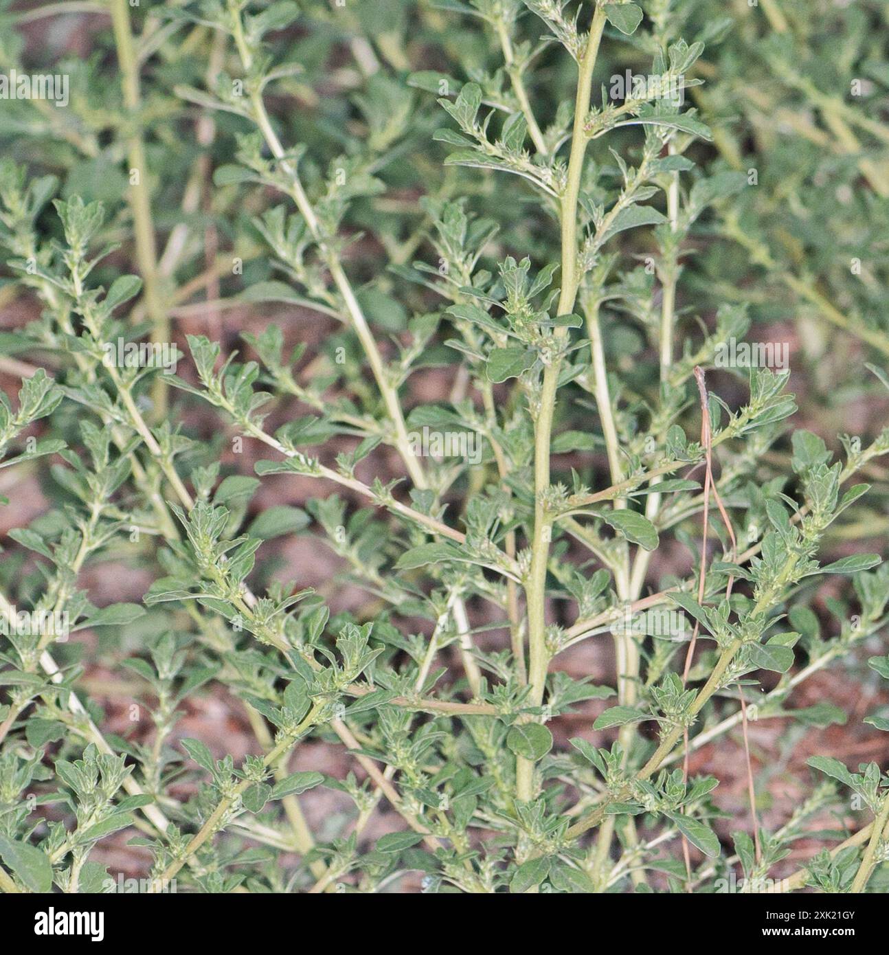 prostrate pigweed (Amaranthus albus) Plantae Stock Photo - Alamy