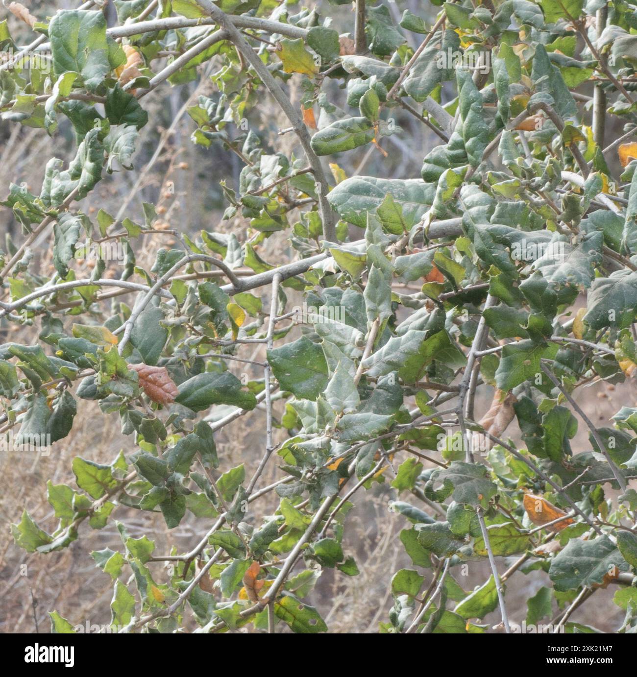 oaks (Quercus) Plantae Stock Photo - Alamy