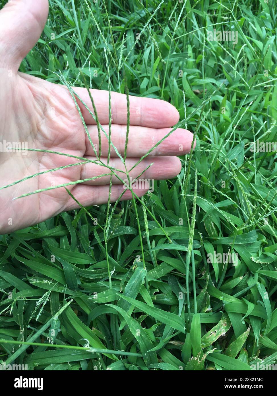 smooth crabgrass (Digitaria ischaemum) Plantae Stock Photo - Alamy