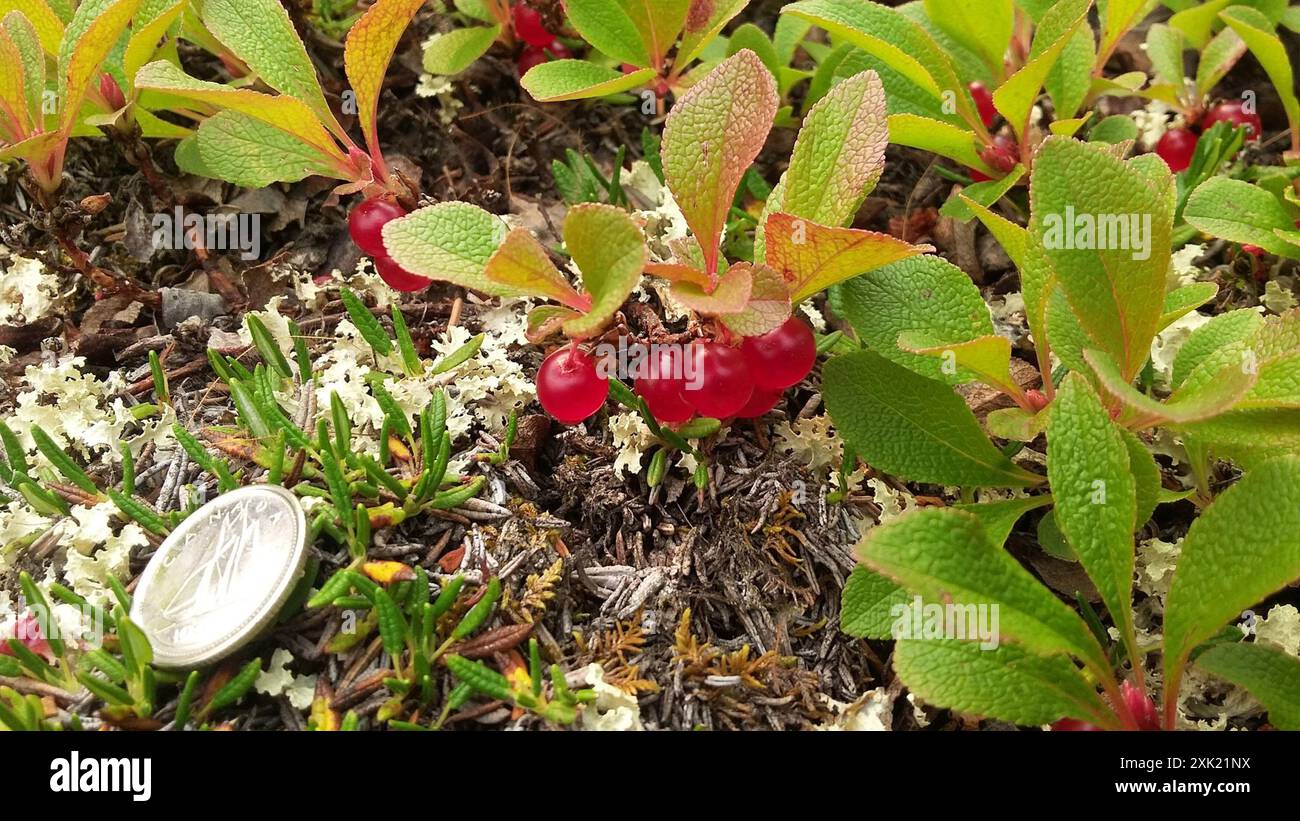 Red bearberry (Arctous rubra) Plantae Stock Photo - Alamy