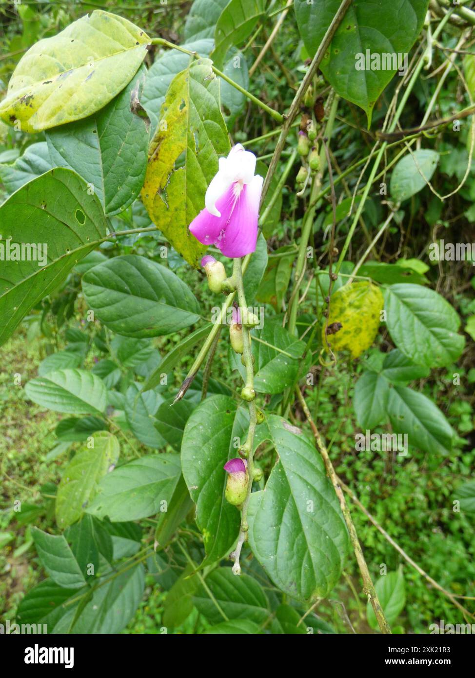 Beach Bean (Canavalia rosea) Plantae Stock Photo - Alamy