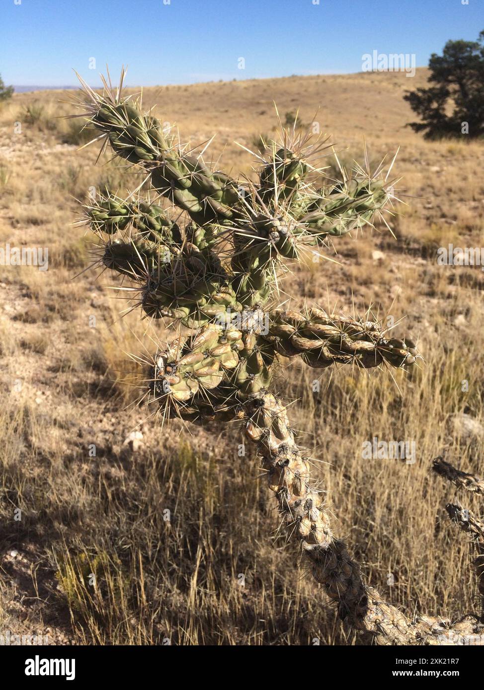 tree cholla (Cylindropuntia imbricata) Plantae Stock Photo - Alamy