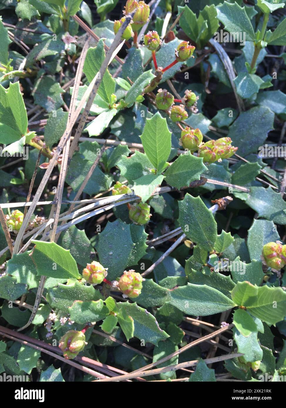 Mahala mat (Ceanothus prostratus) Plantae Stock Photo - Alamy