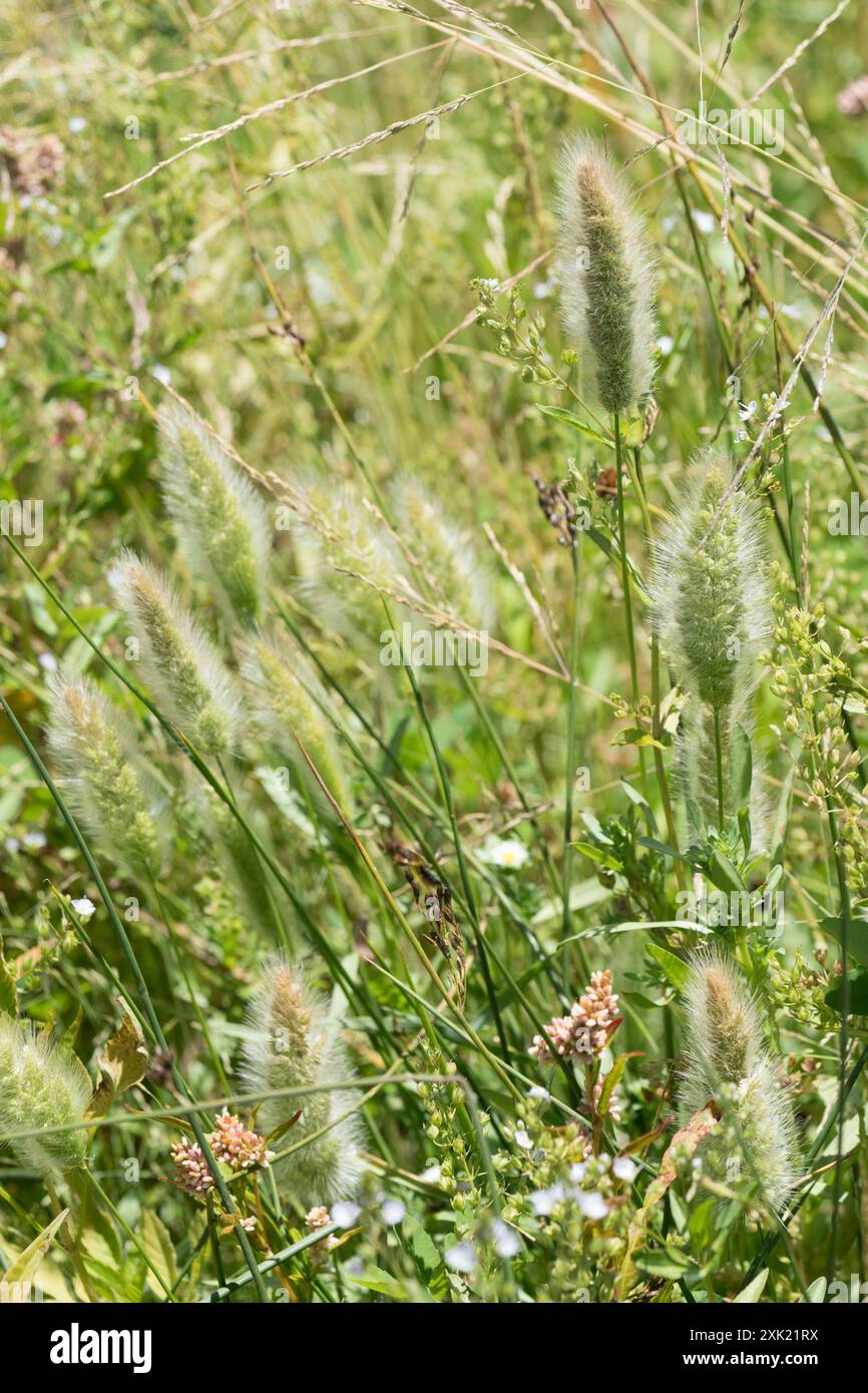 rabbitfoot grass (Polypogon monspeliensis) Plantae Stock Photo - Alamy