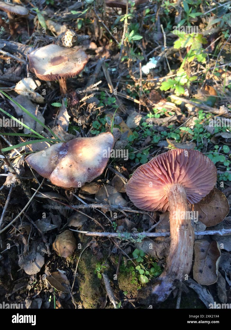 Western Amethyst Laccaria (Laccaria amethysteo-occidentalis) Fungi ...