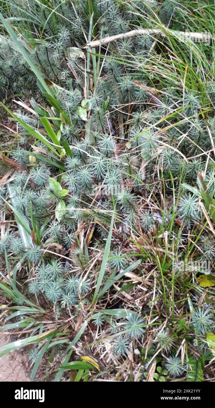 giant moss (Dawsonia superba) Plantae Stock Photo - Alamy