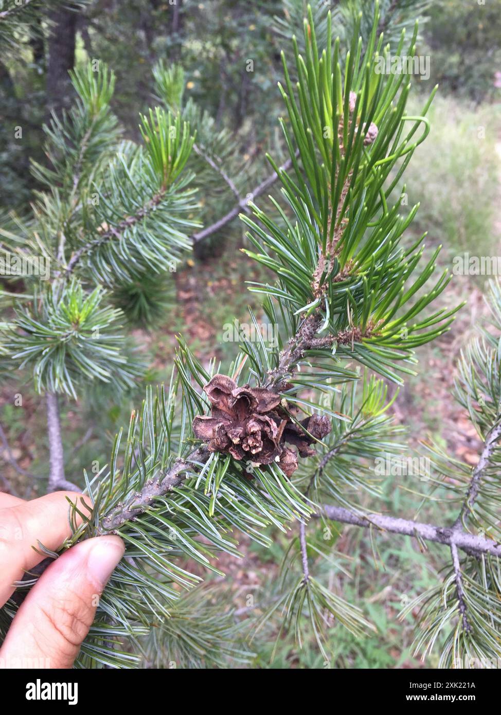 Pinus cembroides hi-res stock photography and images - Alamy