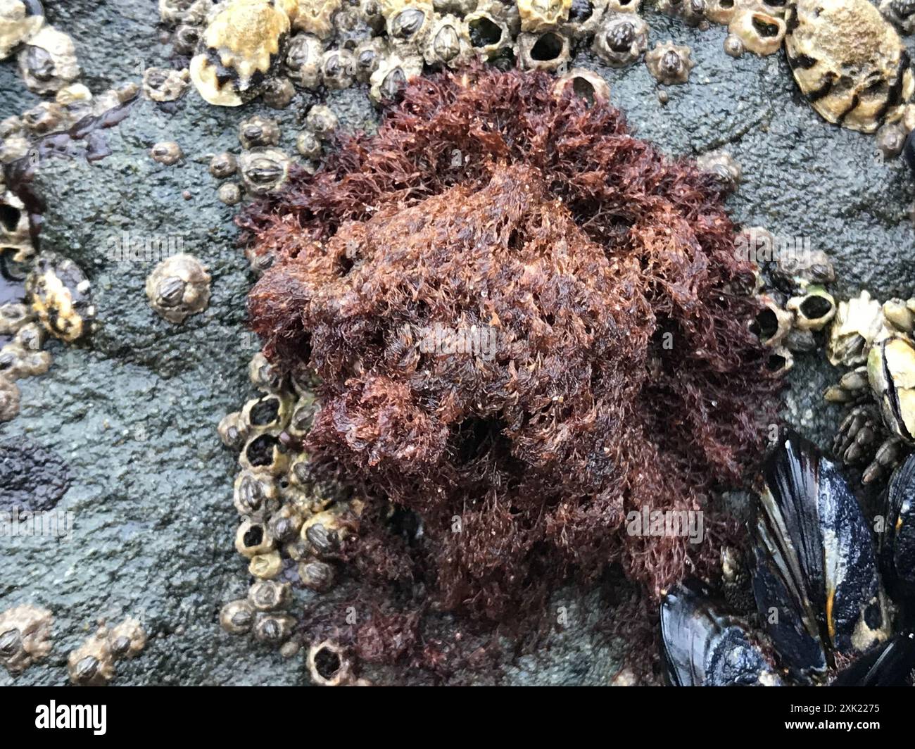 red algae (Rhodophyta) Plantae Stock Photo - Alamy