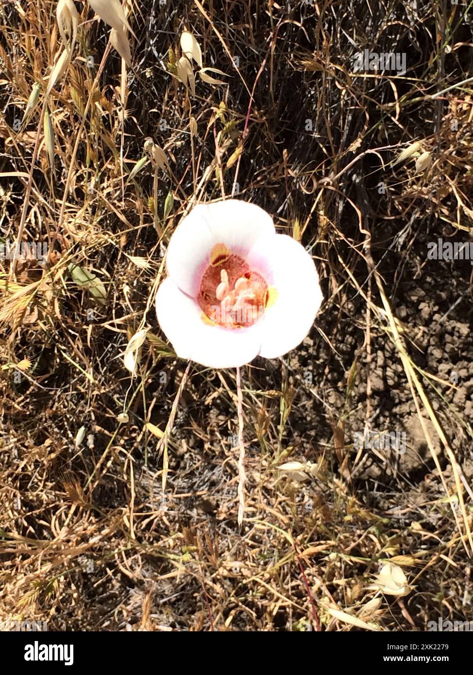 clay mariposa lily (Calochortus argillosus) Plantae Stock Photo - Alamy