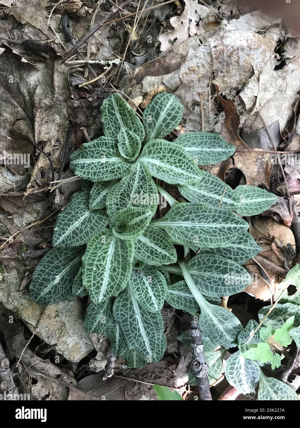 downy rattlesnake plantain (Goodyera pubescens) Plantae Stock Photo - Alamy