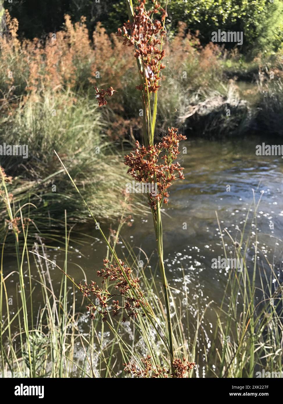 Swamp Sawgrass (Cladium mariscus) Plantae Stock Photo - Alamy