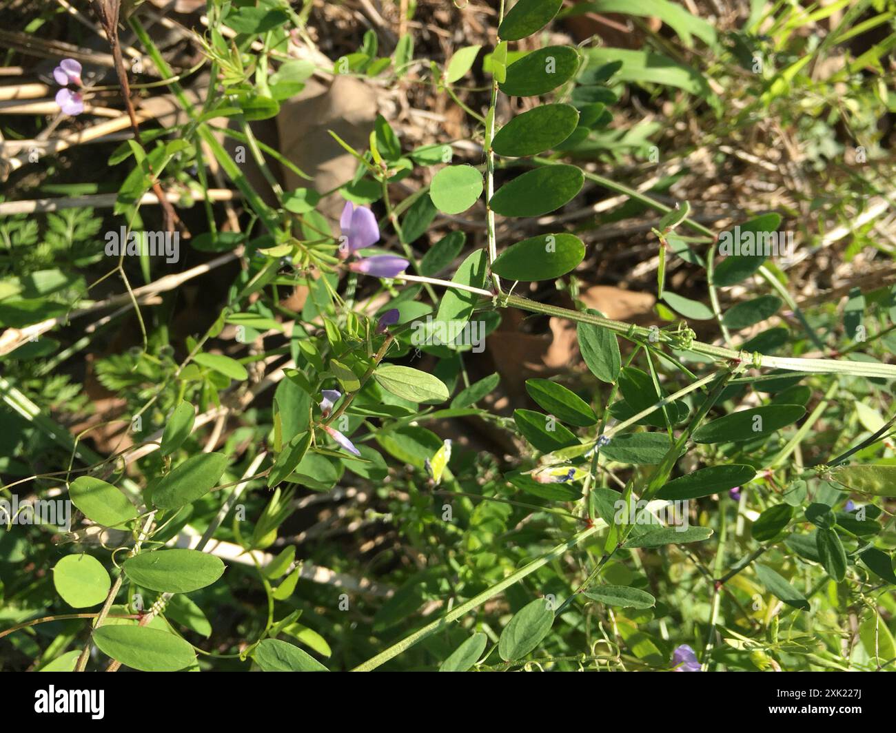 slender vetch (Vicia ludoviciana) Plantae Stock Photo - Alamy