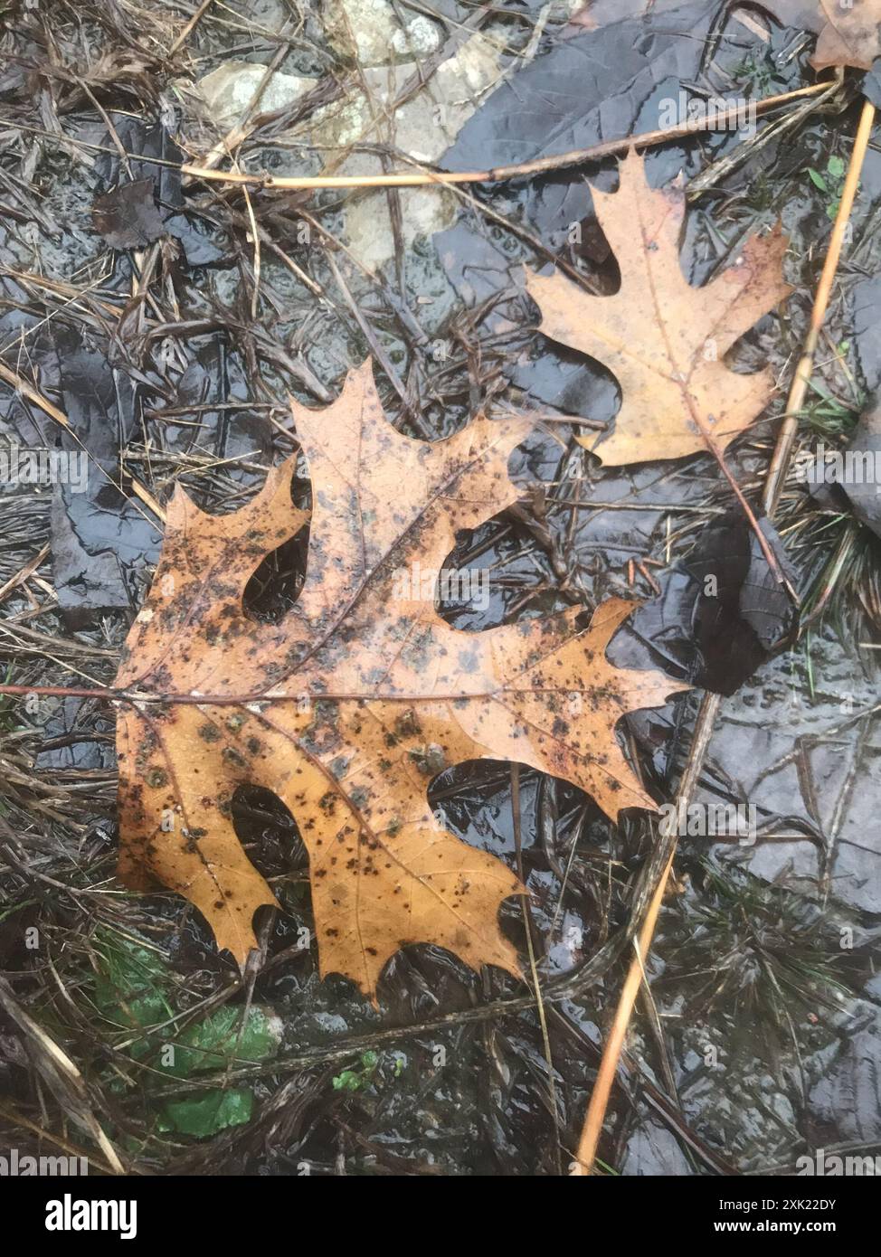 Shumard oak (Quercus shumardii) Plantae Stock Photo - Alamy