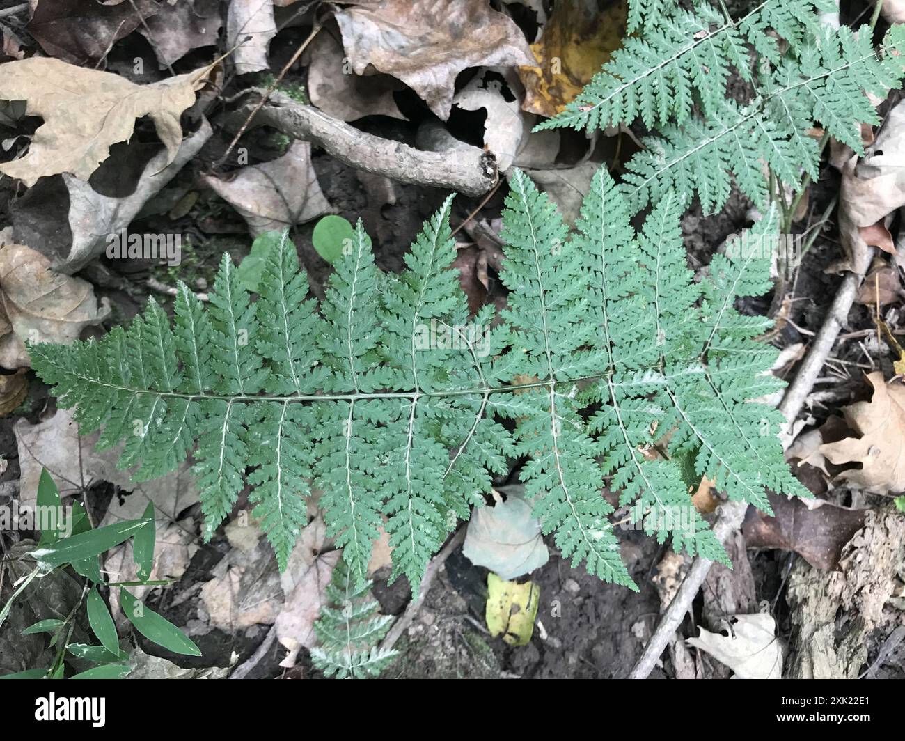 intermediate wood fern (Dryopteris intermedia) Plantae Stock Photo - Alamy