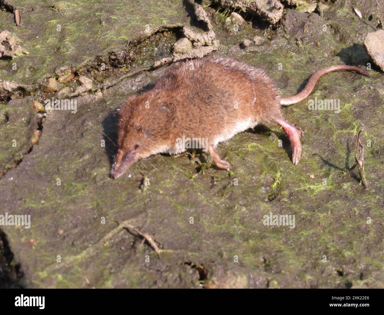 Sorex cinereus hi-res stock photography and images - Alamy
