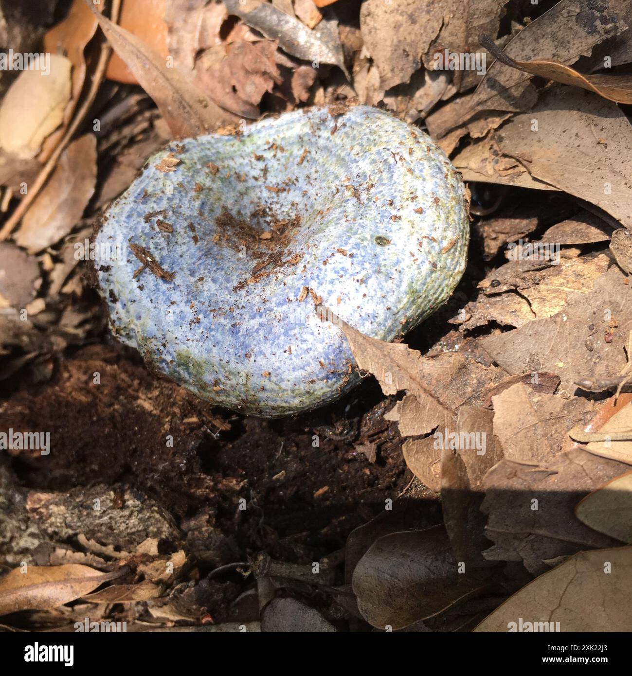 indigo milk cap (Lactarius indigo) Fungi Stock Photo - Alamy
