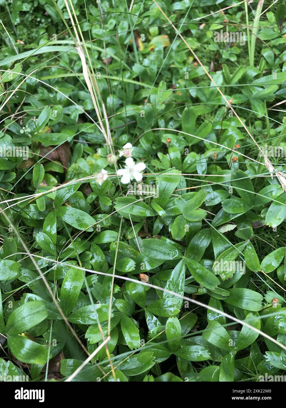 three-toothed cinquefoil (Sibbaldiopsis tridentata) Plantae Stock Photo ...