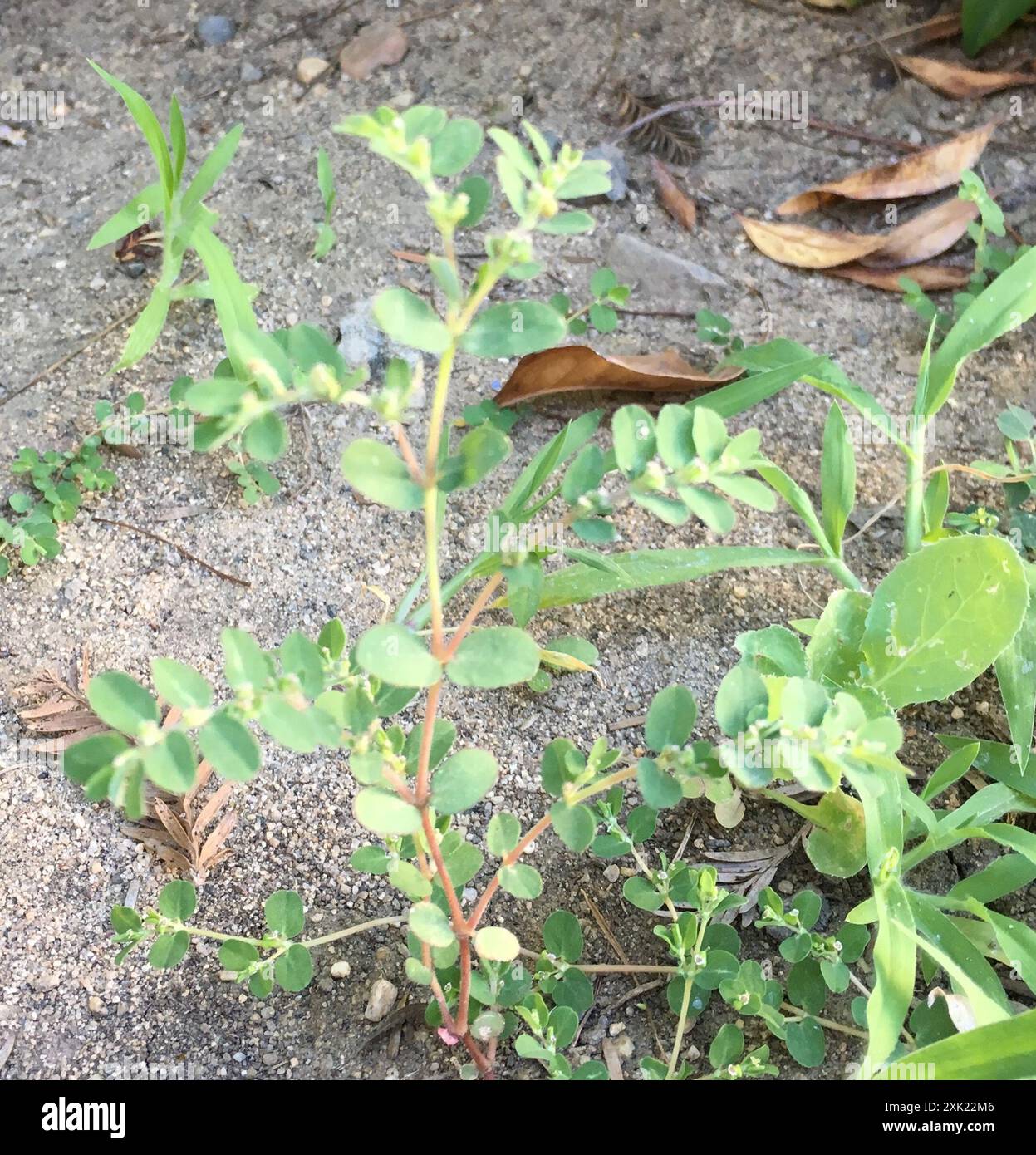 prostrate sandmat (Euphorbia prostrata) Plantae Stock Photo - Alamy