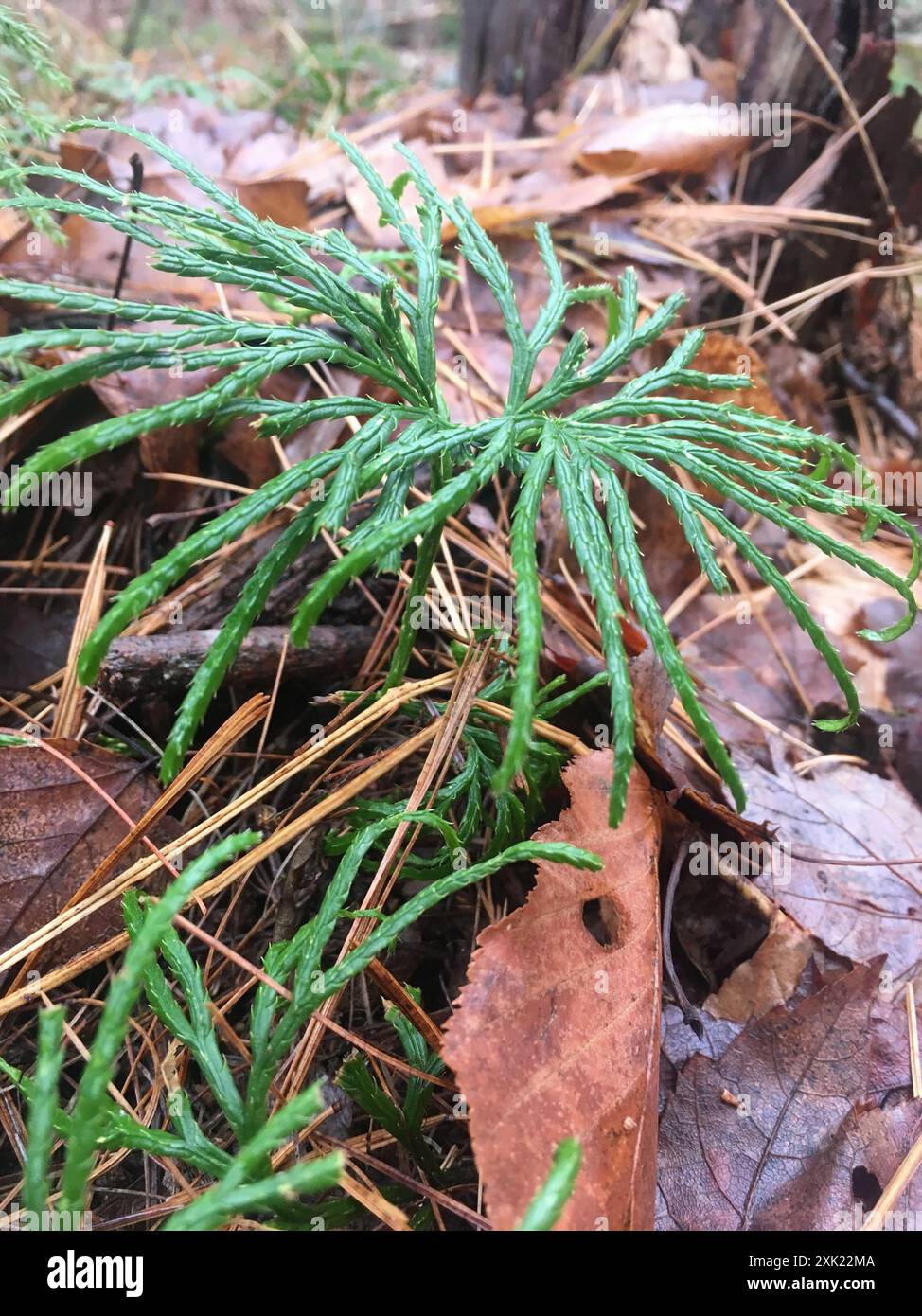 fan clubmoss (Diphasiastrum digitatum) Plantae Stock Photo - Alamy