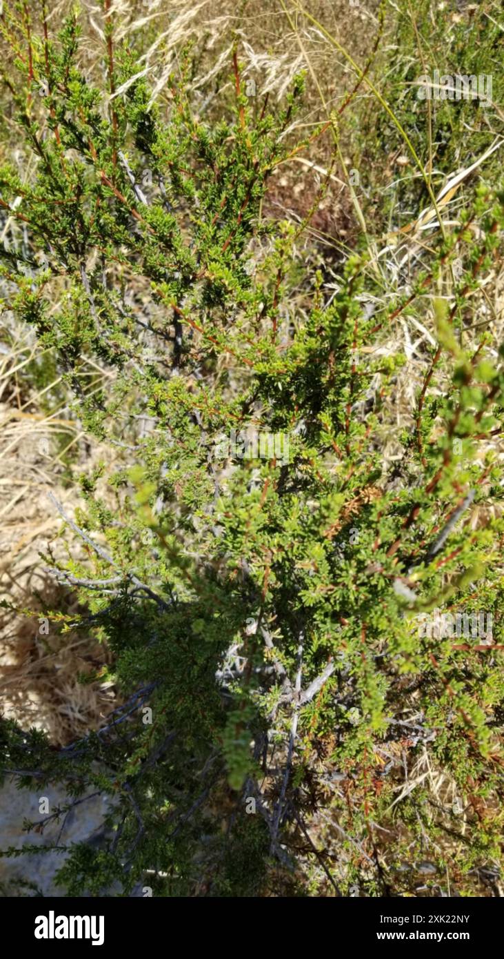 chamise (Adenostoma fasciculatum) Plantae Stock Photo - Alamy