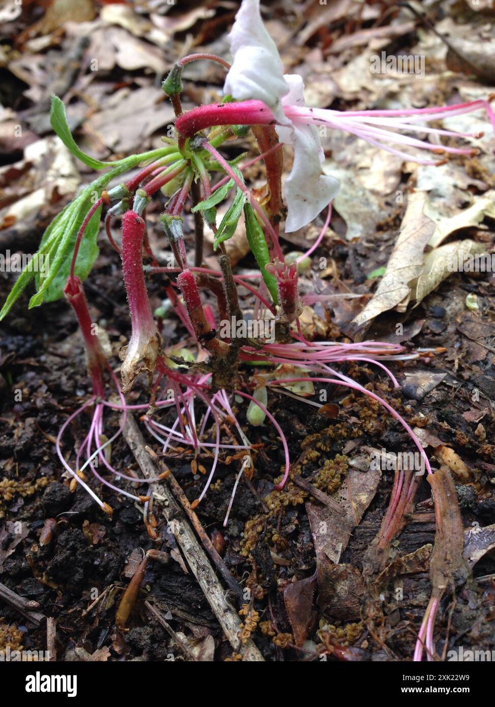 Pinxter Flower (Rhododendron periclymenoides) Plantae Stock Photo - Alamy